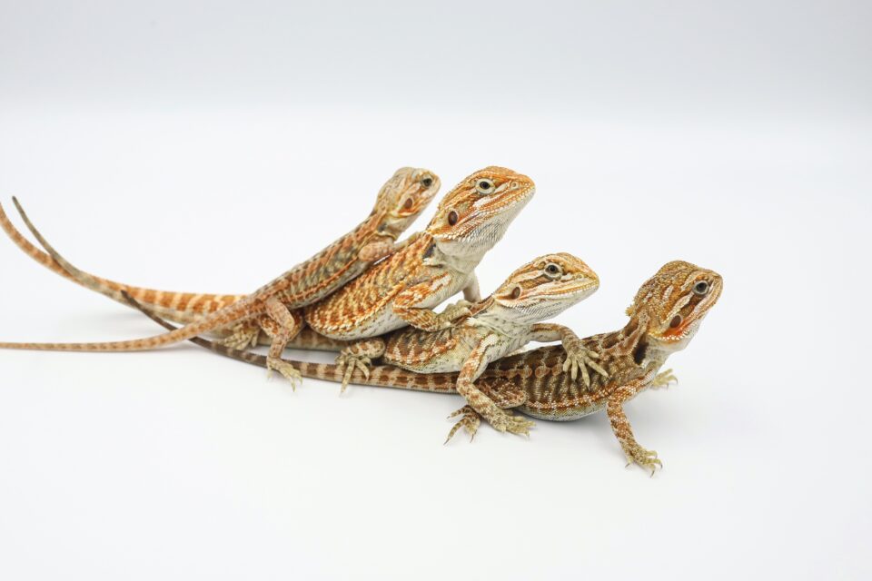 Baby Bearded Dragon Care: The Ultimate Guide (With FAQs)