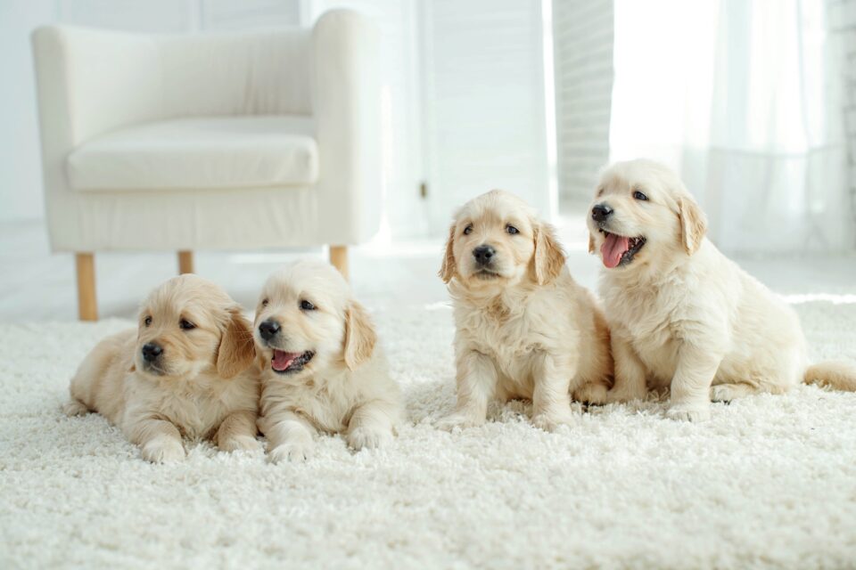 Yellow Lab: Facts, Appearance, History & FAQs (With Pictures)