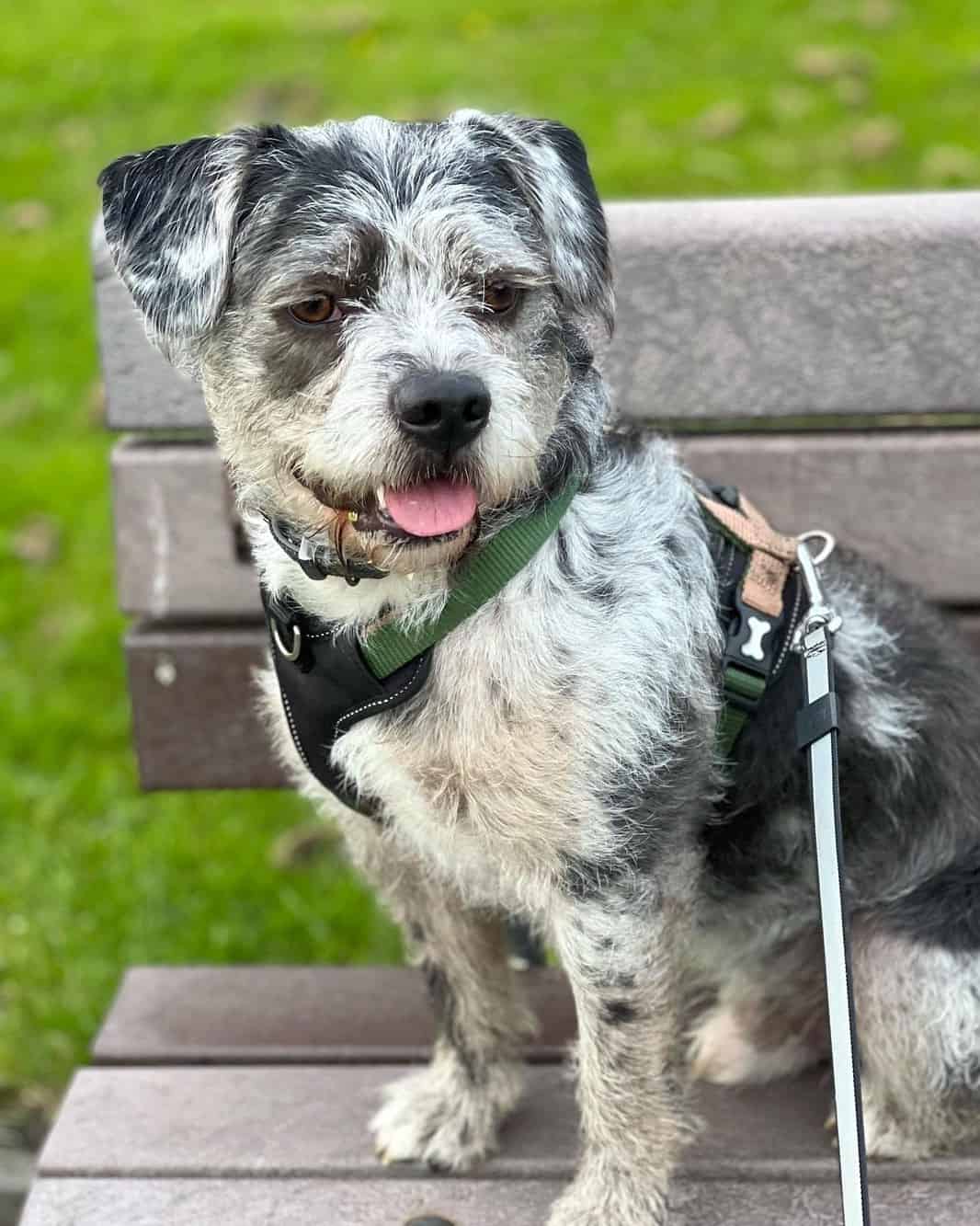 French Boodle (French Bulldog & Poodle Mix) Info, Pictures, Facts, FAQs ...