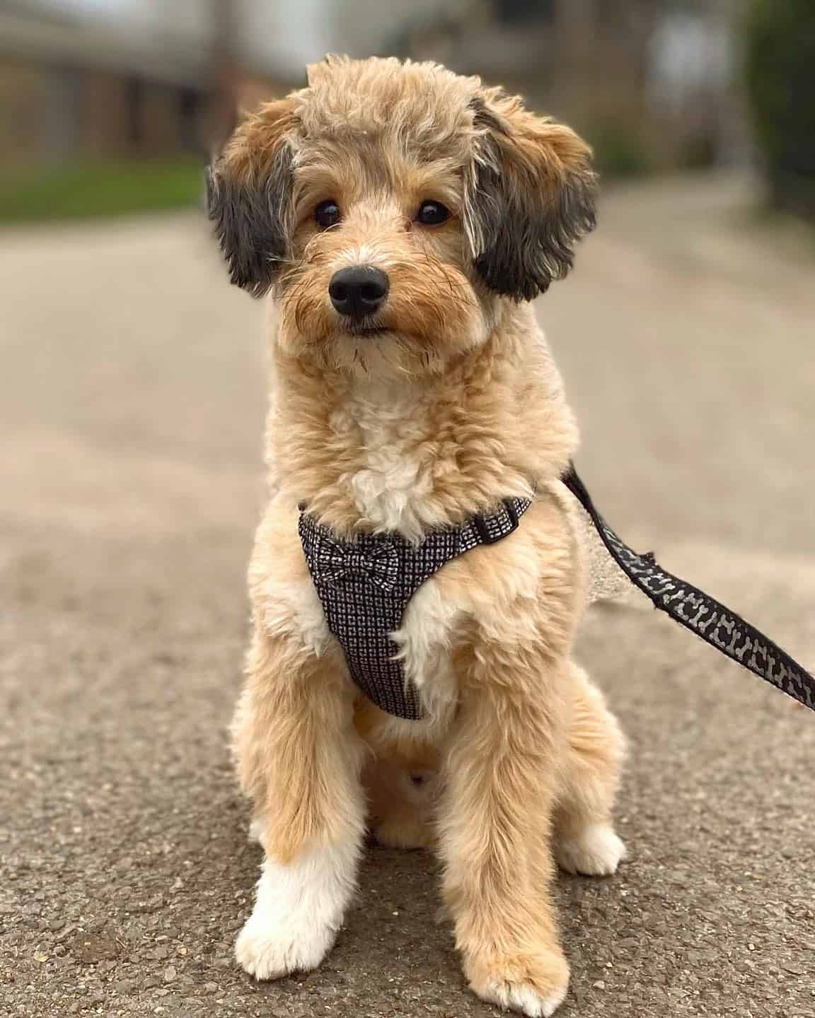 Spitzpoo (Spitz & Poodle Mix) Info, Pictures, Facts, FAQs & More