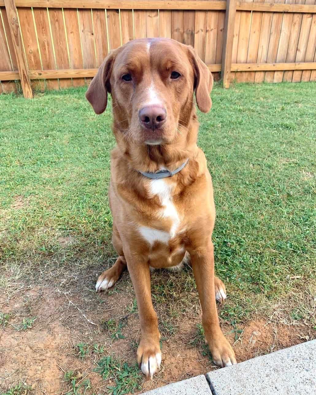 Golden Rottie Retriever (Golden Retriever & Rottweiler Mix) Info ...