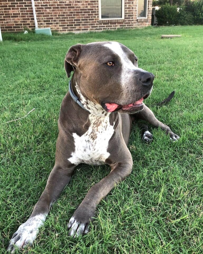 Great Danebull (Great Dane & Pitbull Mix) Info, Pictures, Facts, FAQs ...
