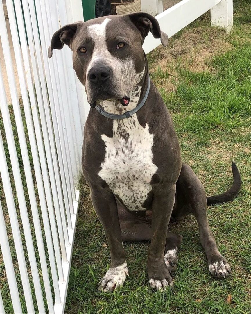 Great Danebull (Great Dane & Pitbull Mix) Info, Pictures, Facts, FAQs ...