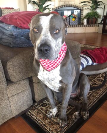 Great Danebull (Great Dane & Pitbull Mix) Info, Pictures, Facts, FAQs ...