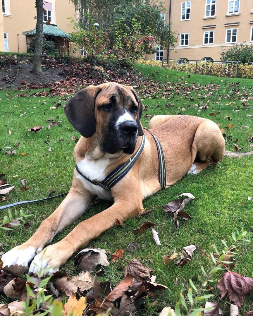 Saint Dane (Great Dane & Saint Bernard Mix) Info, Pictures, Facts, FAQs ...