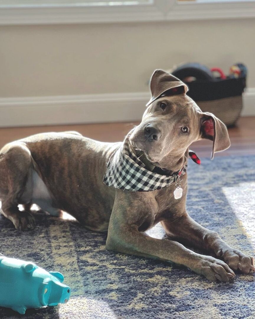 Great Danebull (Great Dane & Pitbull Mix) Info, Pictures, Facts, FAQs ...