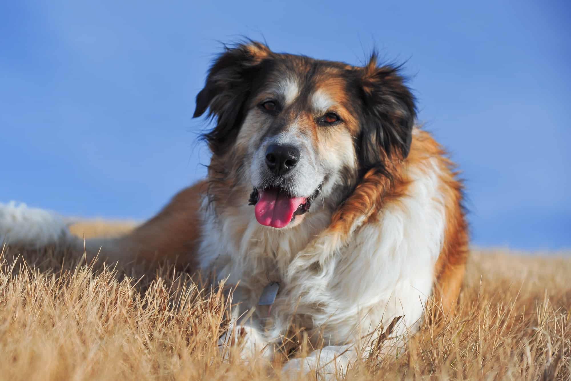 Border Collie Pyrenees (Border Collie & Great Pyrenees Mix) Info ...