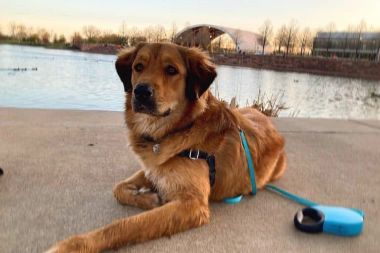 Great Weilernees (Great Pyrenees & Rottweiler Mix) Info, Pictures, FAQs ...