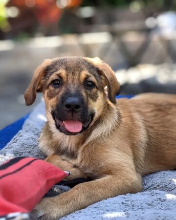 Great Weilernees (Great Pyrenees & Rottweiler Mix) Info, Pictures, FAQs ...