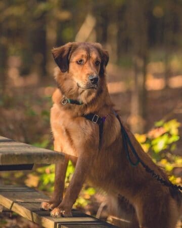 Great Weilernees (Great Pyrenees & Rottweiler Mix) Info, Pictures, FAQs ...