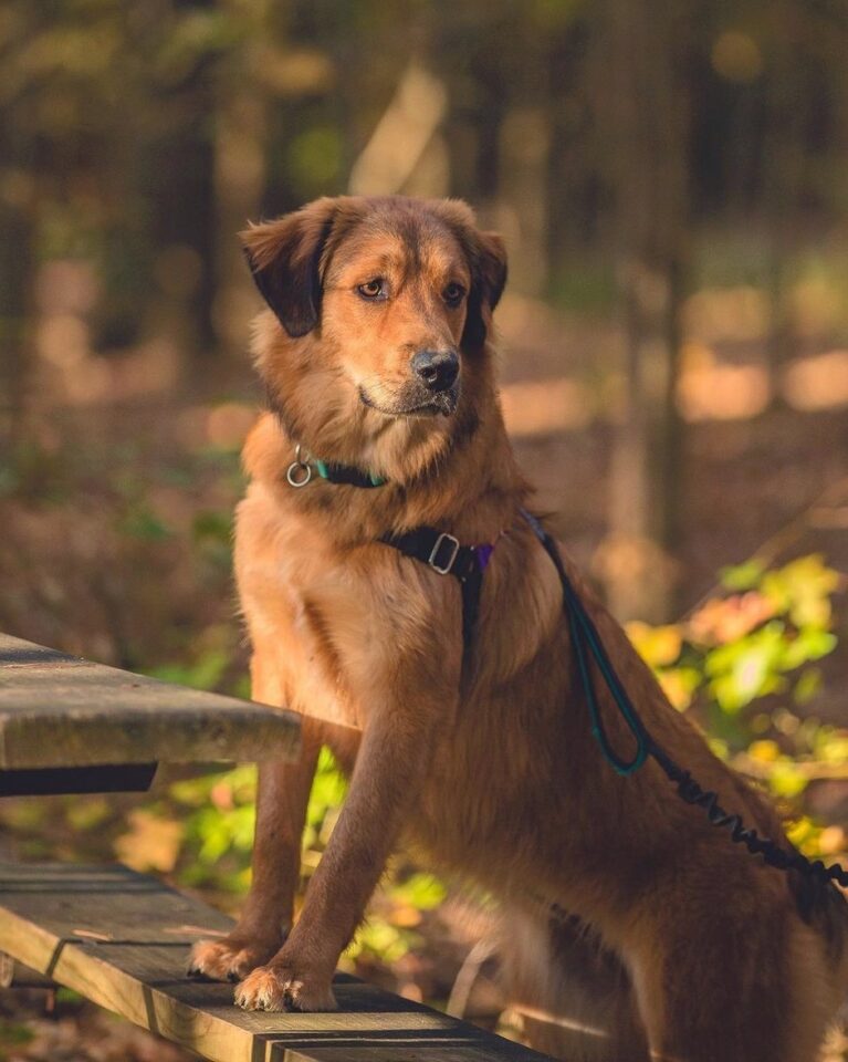 Great Weilernees (Great Pyrenees & Rottweiler Mix) Info, Pictures, FAQs ...