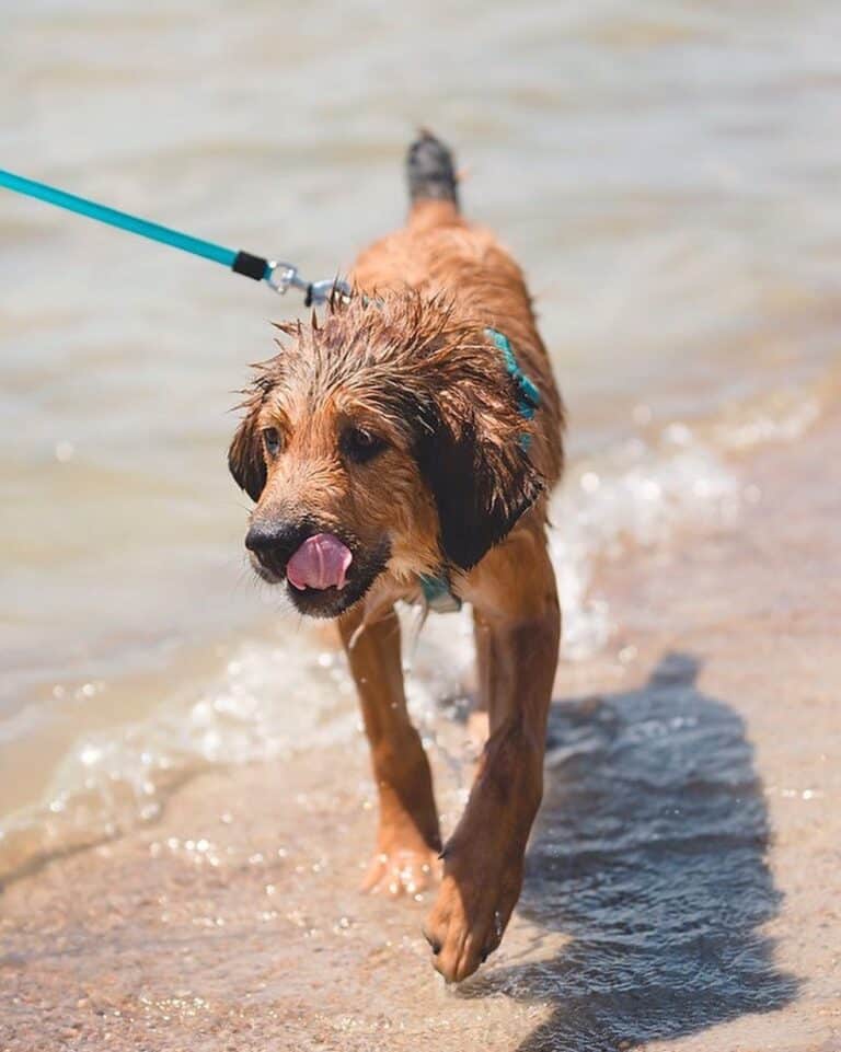 Great Weilernees (Great Pyrenees & Rottweiler Mix) Info, Pictures, FAQs ...