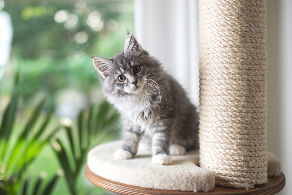 Grey Maine Coon: Facts, Patterns & Traits (With Pictures)
