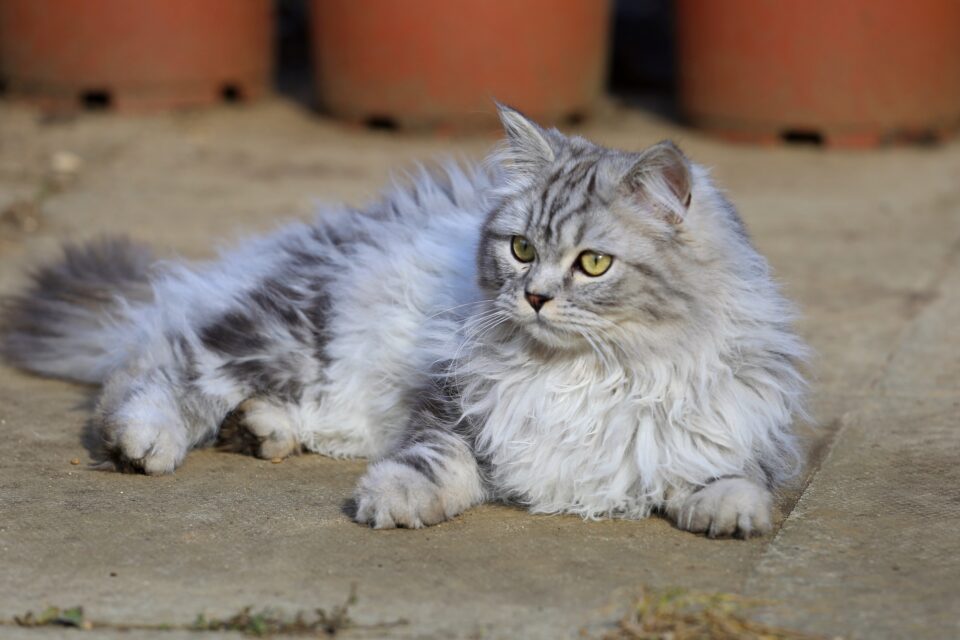 Grey Persian Cat: Info, Genetics, Traits & FAQs (With Pictures)