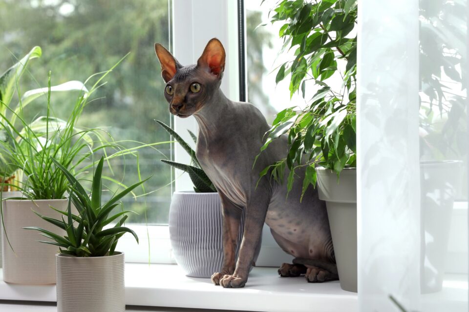Grey Sphynx Cat: Facts, Genetics & FAQs (With Pictures)