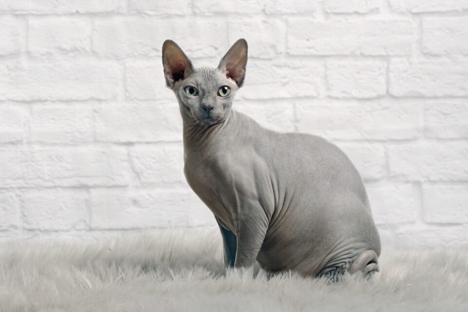 Grey Sphynx Cat: Facts, Genetics & FAQs (With Pictures)