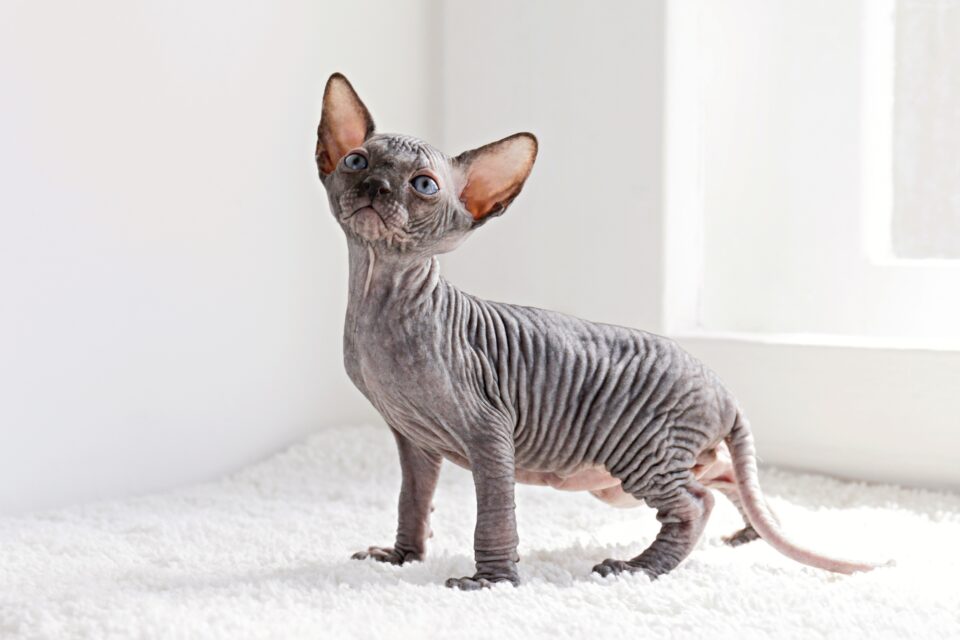 Grey Sphynx Cat: Facts, Genetics & FAQs (With Pictures)
