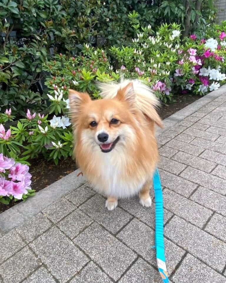 Corgi Pom (Corgi & Pomeranian Mix) Info, Pictures, Facts, FAQs & More