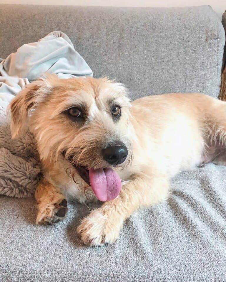 Maltese Pitbull Mix: Info, Pictures, Facts, FAQs & More