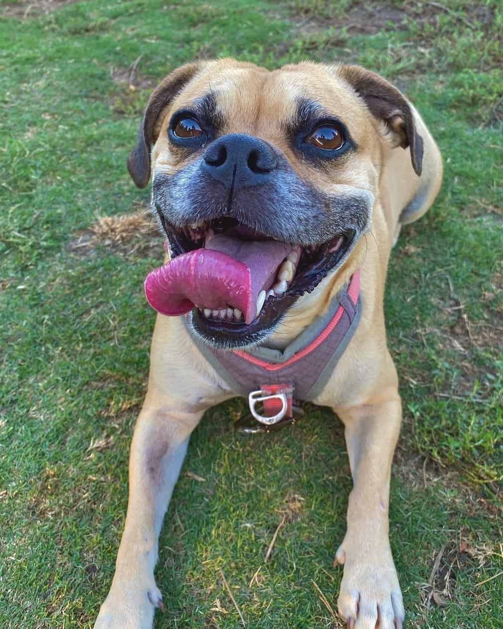 Pug Pit (Pitbull & Pug Mix) Info, Pictures, Facts, FAQs & More