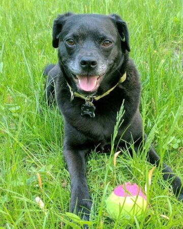 Pugador (Pug Lab Mix) Info, Pictures, Facts, FAQs & More