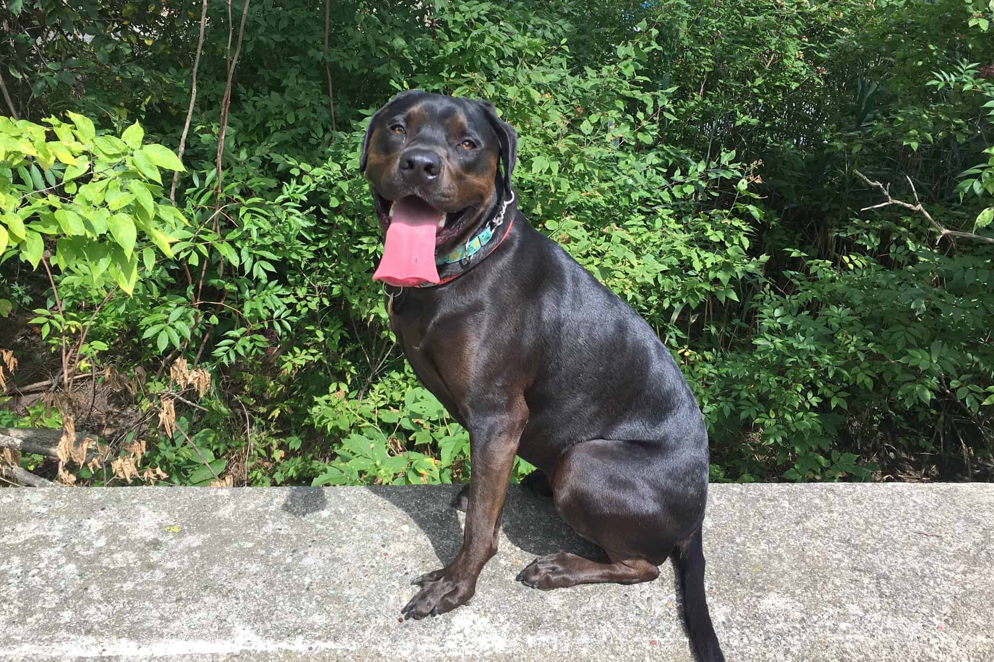 Mastweiler (Rottweiler & Mastiff Mix) Info, Pictures, Facts, FAQs & More