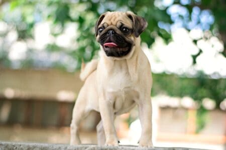 Fawn Pug: Facts, Genetics, Puppy Price & FAQs (With Pictures)