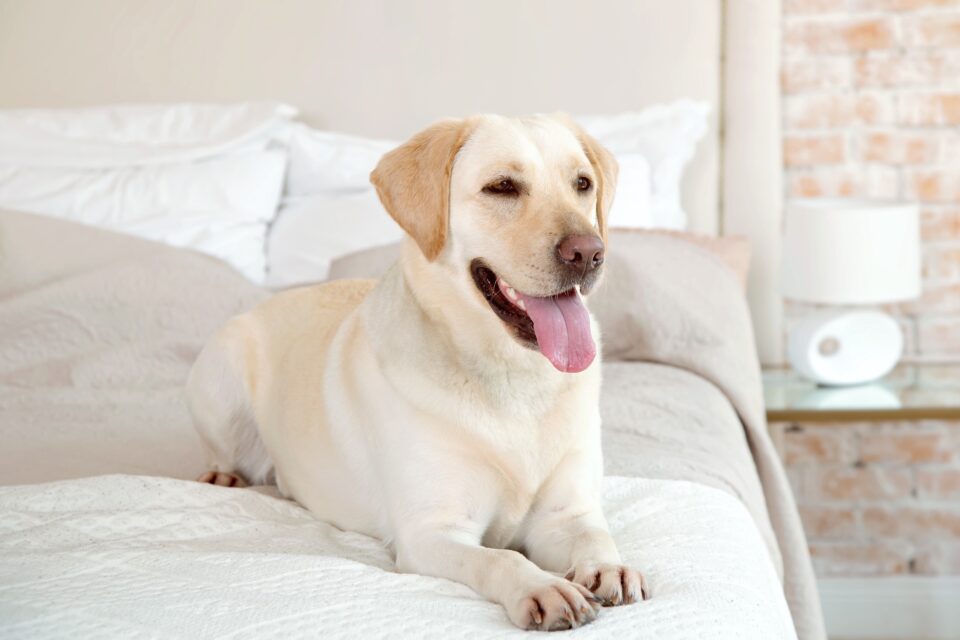 Yellow Lab: Facts, Appearance, History & FAQs (With Pictures)