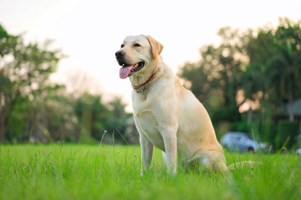Yellow Lab: Facts, Appearance, History & FAQs (With Pictures)