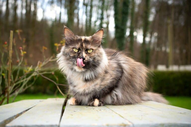 Tortoiseshell Maine Coon: Facts, Traits & More (With Pictures)