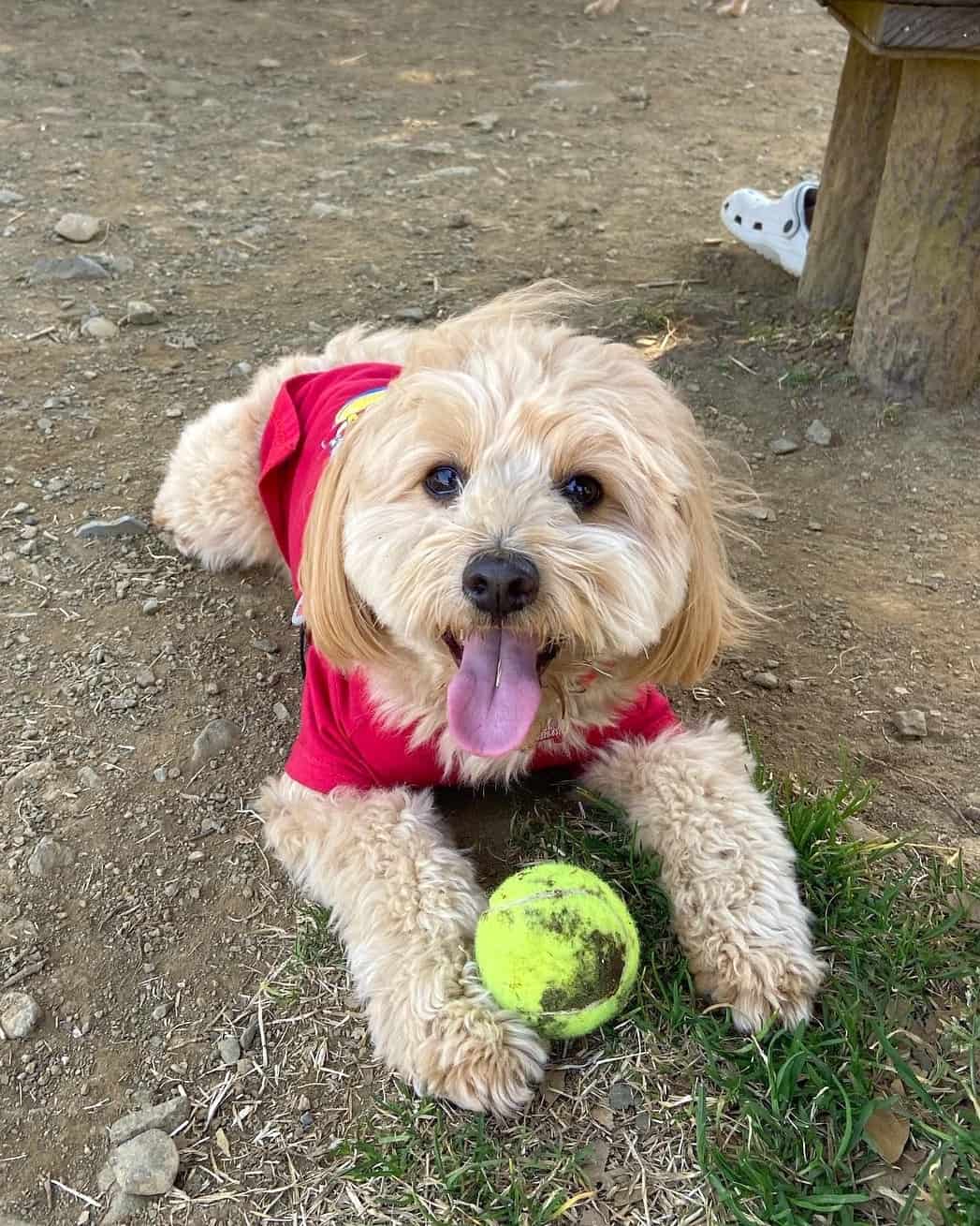 Spitzpoo (Spitz & Poodle Mix) Info, Pictures, Facts, FAQs & More