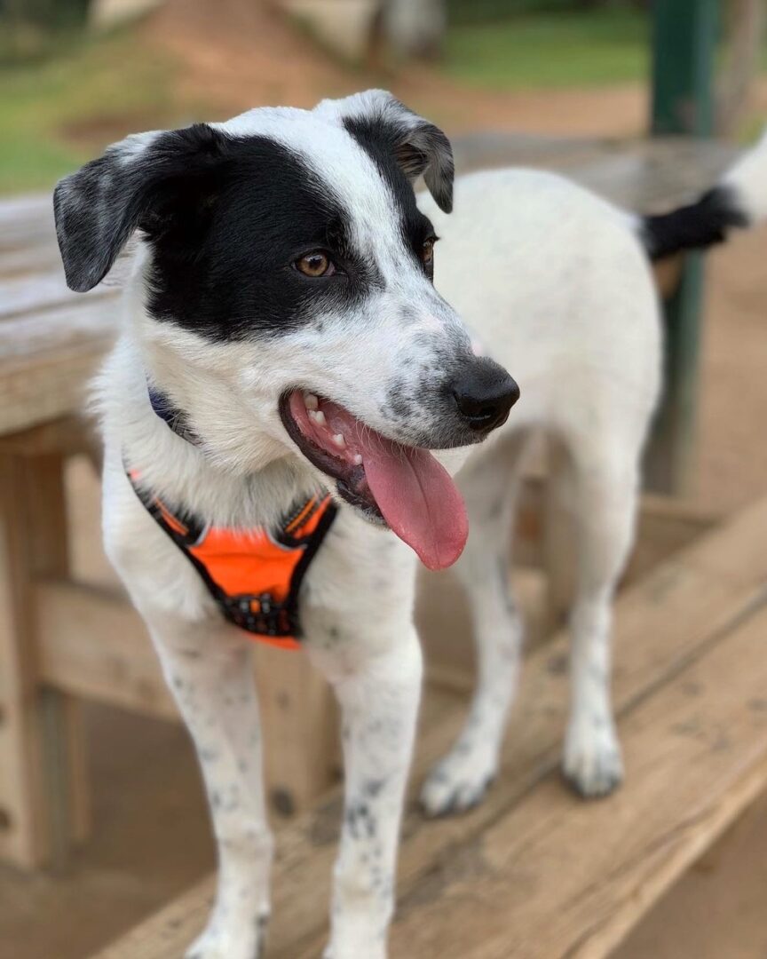 Australian Kelpie Border Collie Mix: Info, Pictures, Facts, FAQs & More