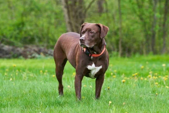 Labrabull or Bullador (Pitbull Lab Mix) Info, Pictures, Facts, FAQs & More