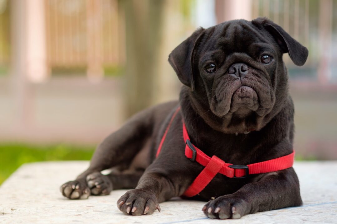 Black Pug: Facts, Genetics, Puppy Price & FAQs (With Pictures)