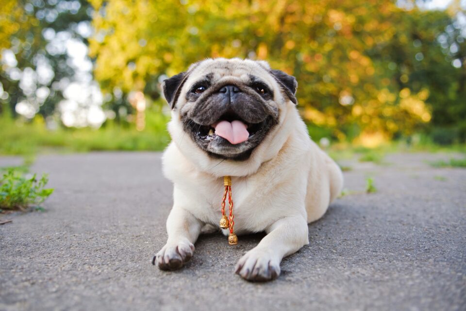 Fawn Pug: Facts, Genetics, Puppy Price & FAQs (With Pictures)