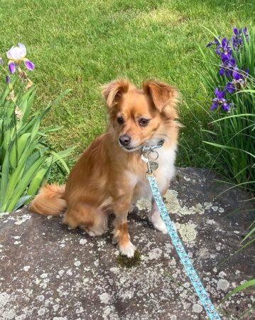 Golden Chi (Golden Retriever & Chihuahua Mix) Info, Pictures, FAQs & More