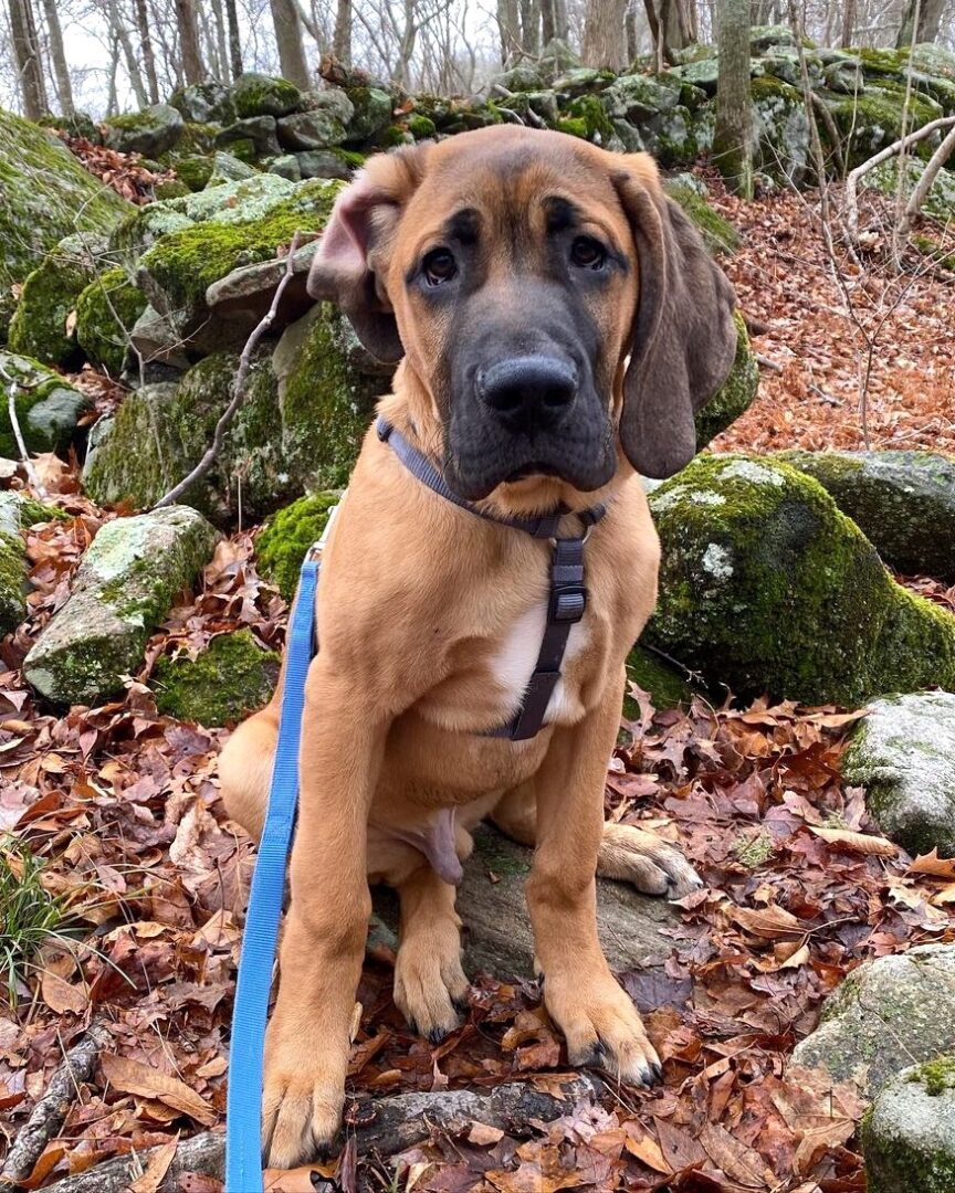 Saint Dane (Great Dane & Saint Bernard Mix) Info, Pictures, Facts, FAQs ...