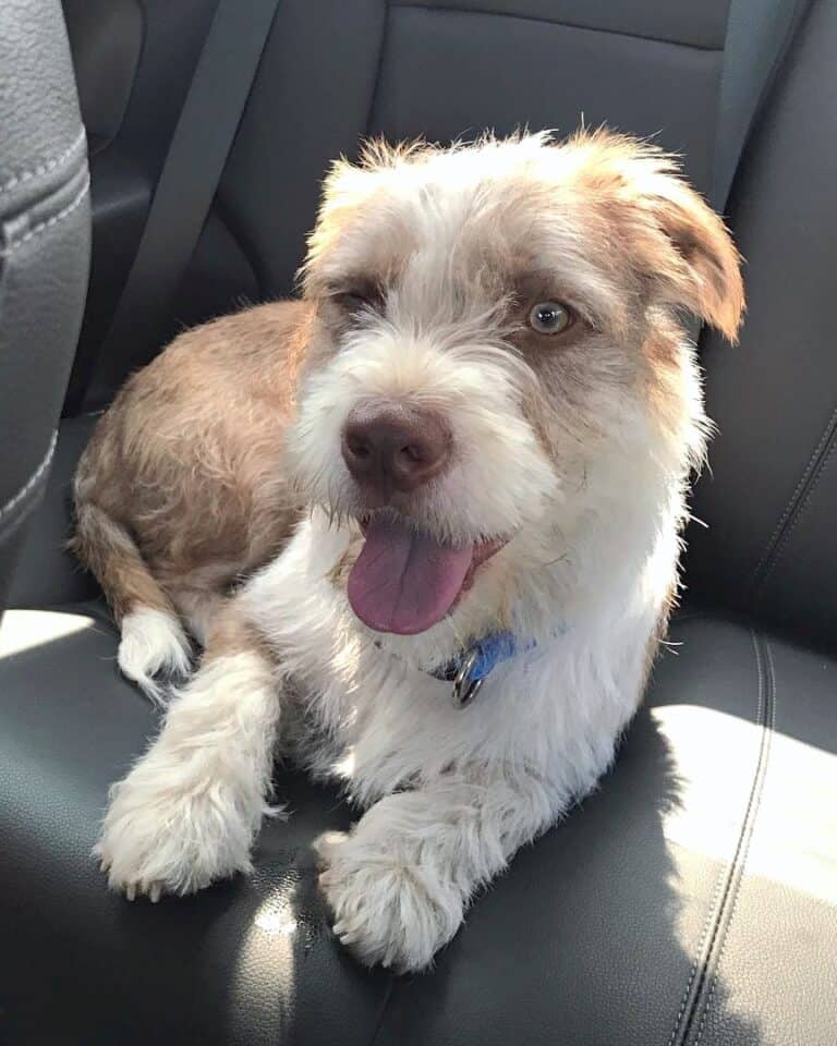 Maltese Pitbull Mix: Info, Pictures, Facts, FAQs & More