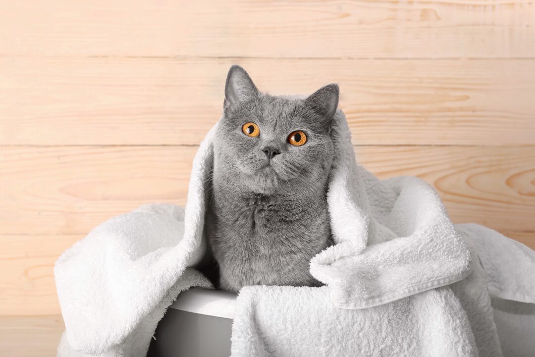 Maltese Cat: Info, Appearance, Facts & Price (With Pictures)