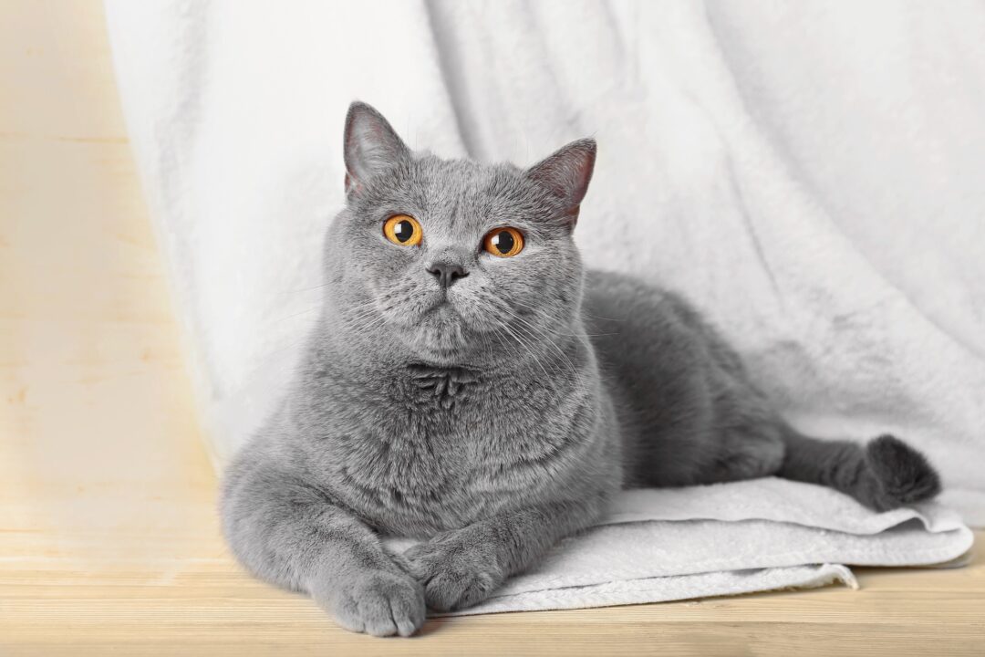 Maltese Cat: Info, Appearance, Facts & Price (With Pictures)