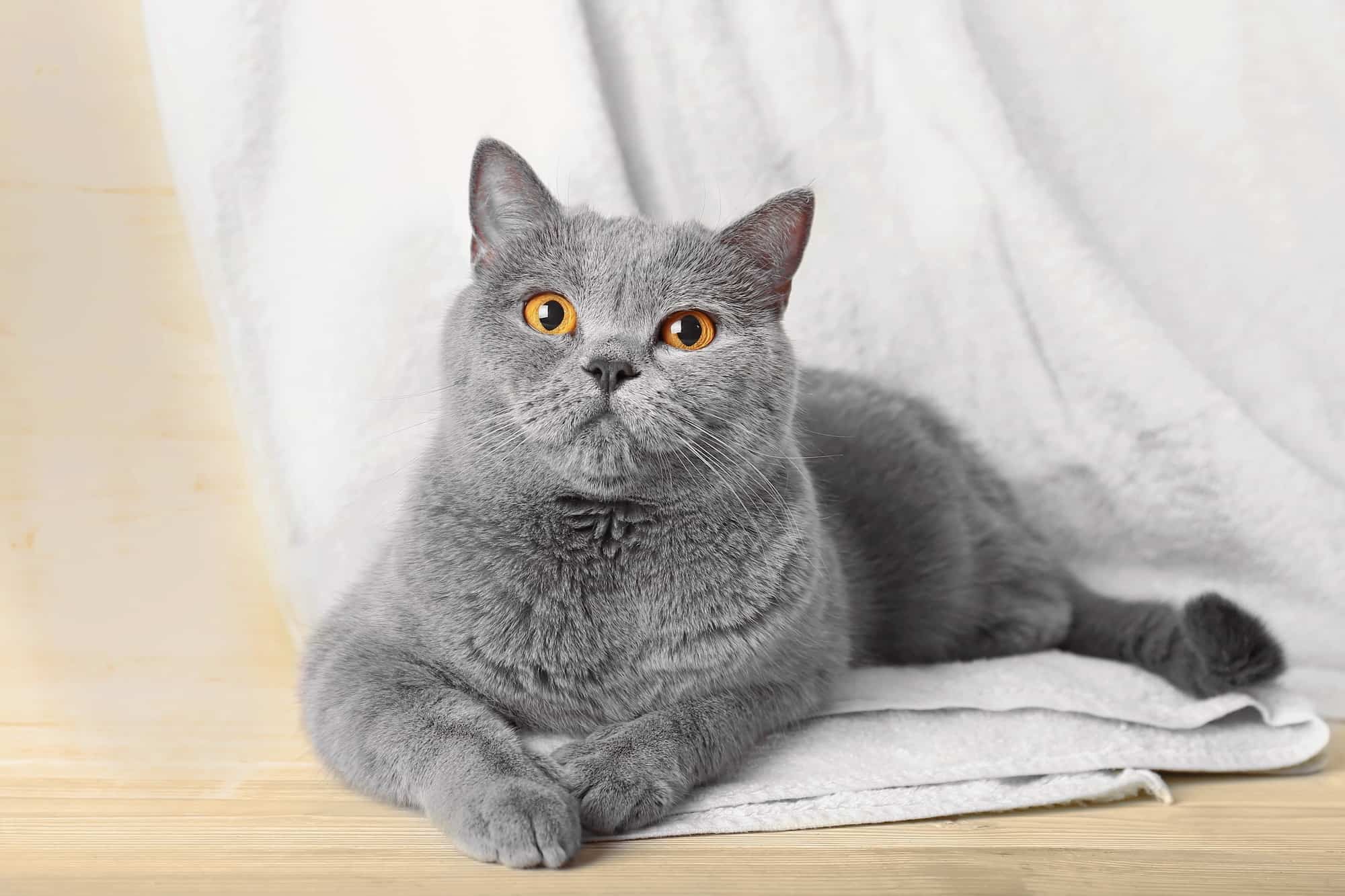 Maltese Cat: Info, Appearance, Facts & Price (With Pictures)