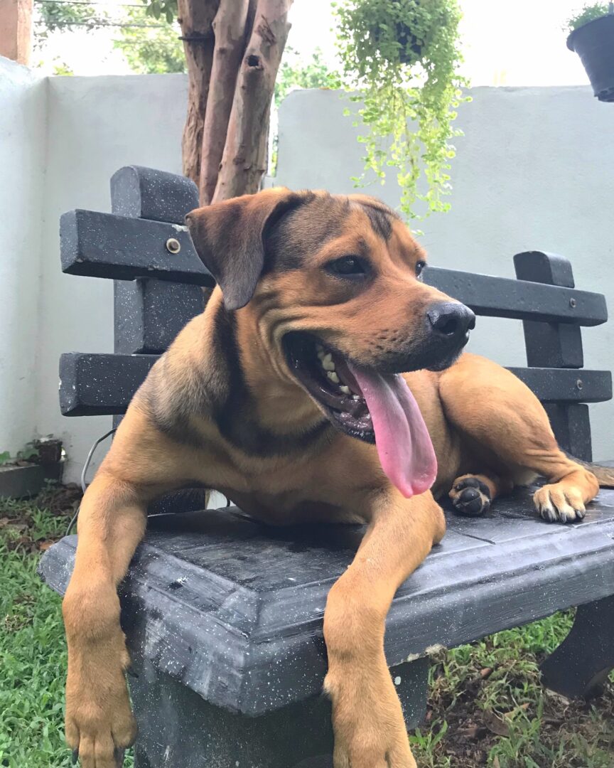 Mastweiler (Rottweiler & Mastiff Mix) Info, Pictures, Facts, FAQs & More