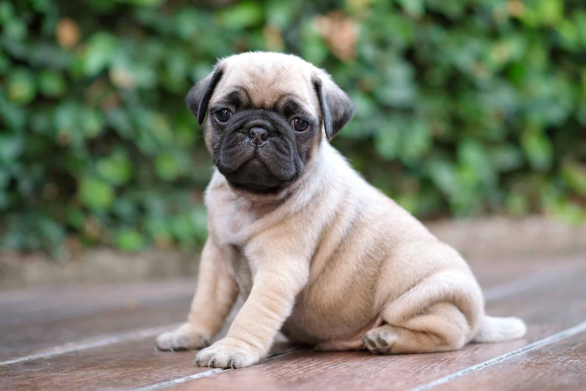 Fawn Pug: Facts, Genetics, Puppy Price & FAQs (With Pictures)