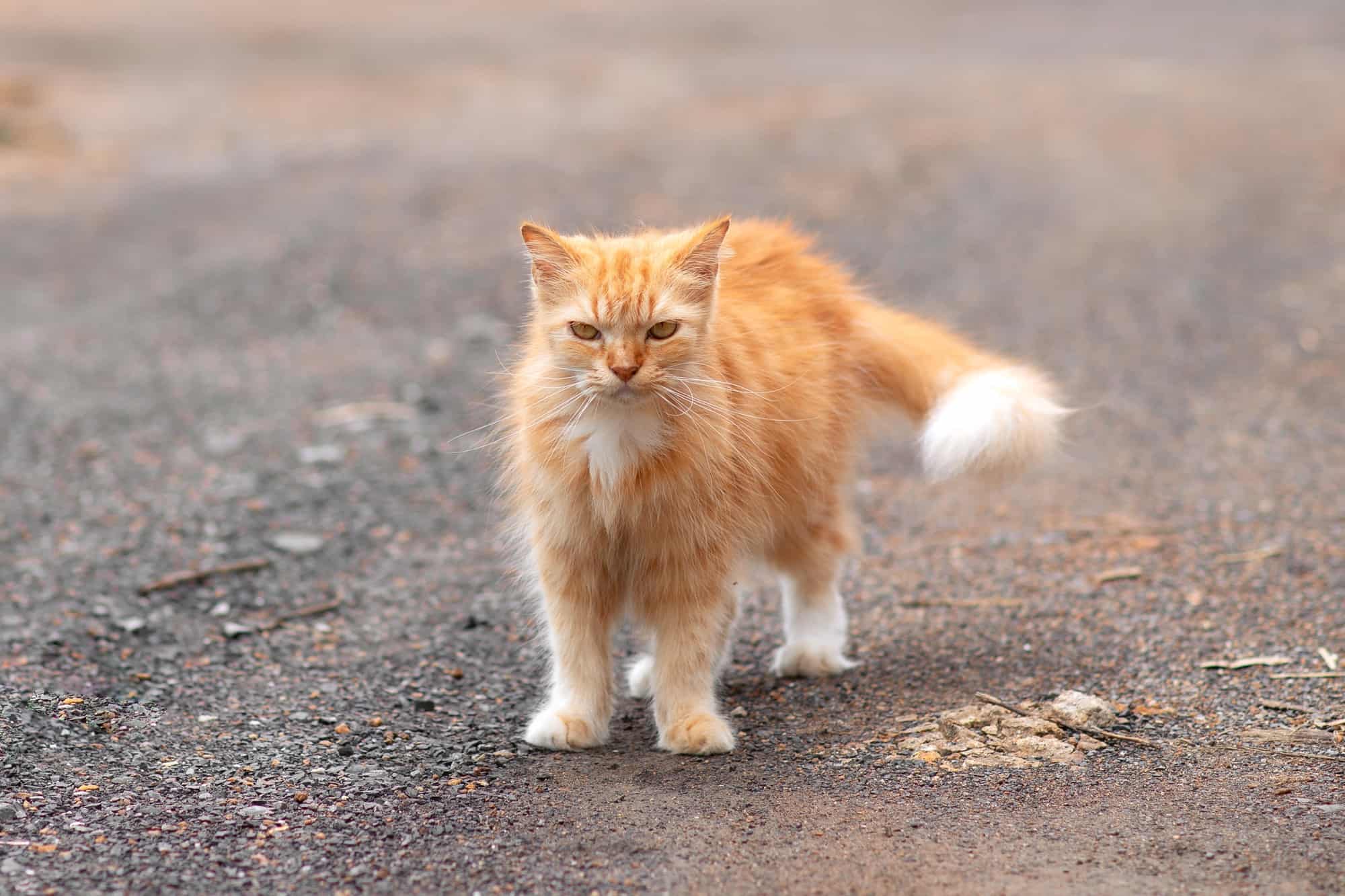 Orange Persian Cat: Facts, Genetics & FAQs (With Pictures)
