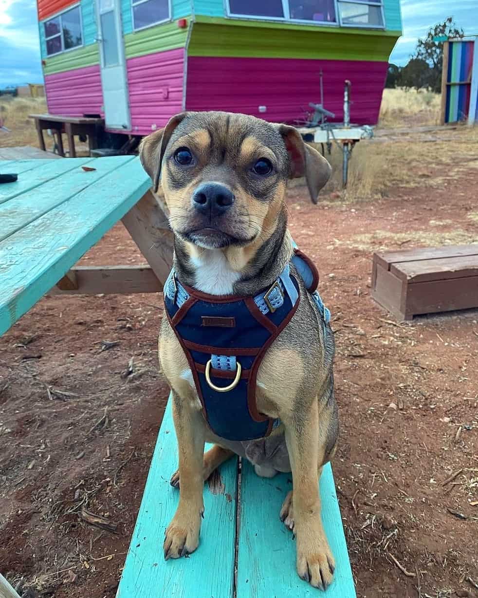 Chipit (Pitbull & Chihuahua Mix) Info, Pictures, Facts, FAQs & More