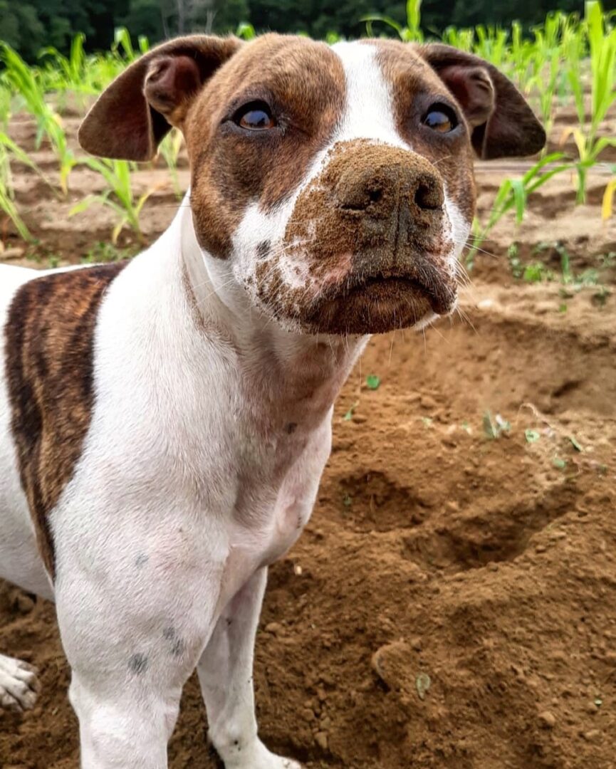 Pit Rat Terrier (Rat Terrier & Pitbull Mix) Info, Pictures, Facts, FAQs ...