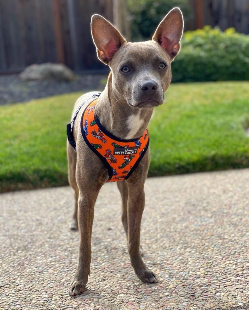 Chipit (Pitbull & Chihuahua Mix) Info, Pictures, Facts, FAQs & More