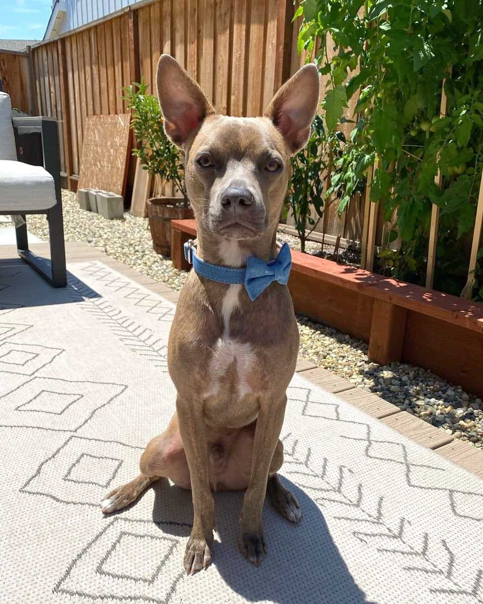 Chipit (Pitbull & Chihuahua Mix) Info, Pictures, Facts, FAQs & More