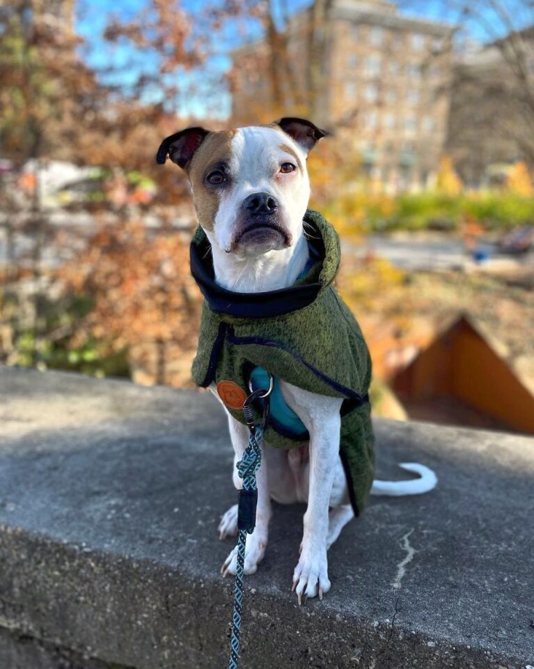 Pug Pit (Pitbull & Pug Mix) Info, Pictures, Facts, FAQs & More