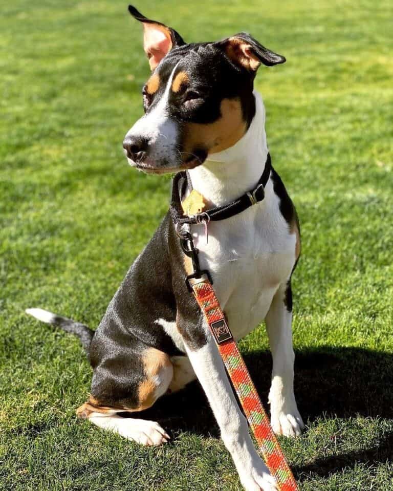 Pit Rat Terrier (Rat Terrier & Pitbull Mix) Info, Pictures, Facts, FAQs ...